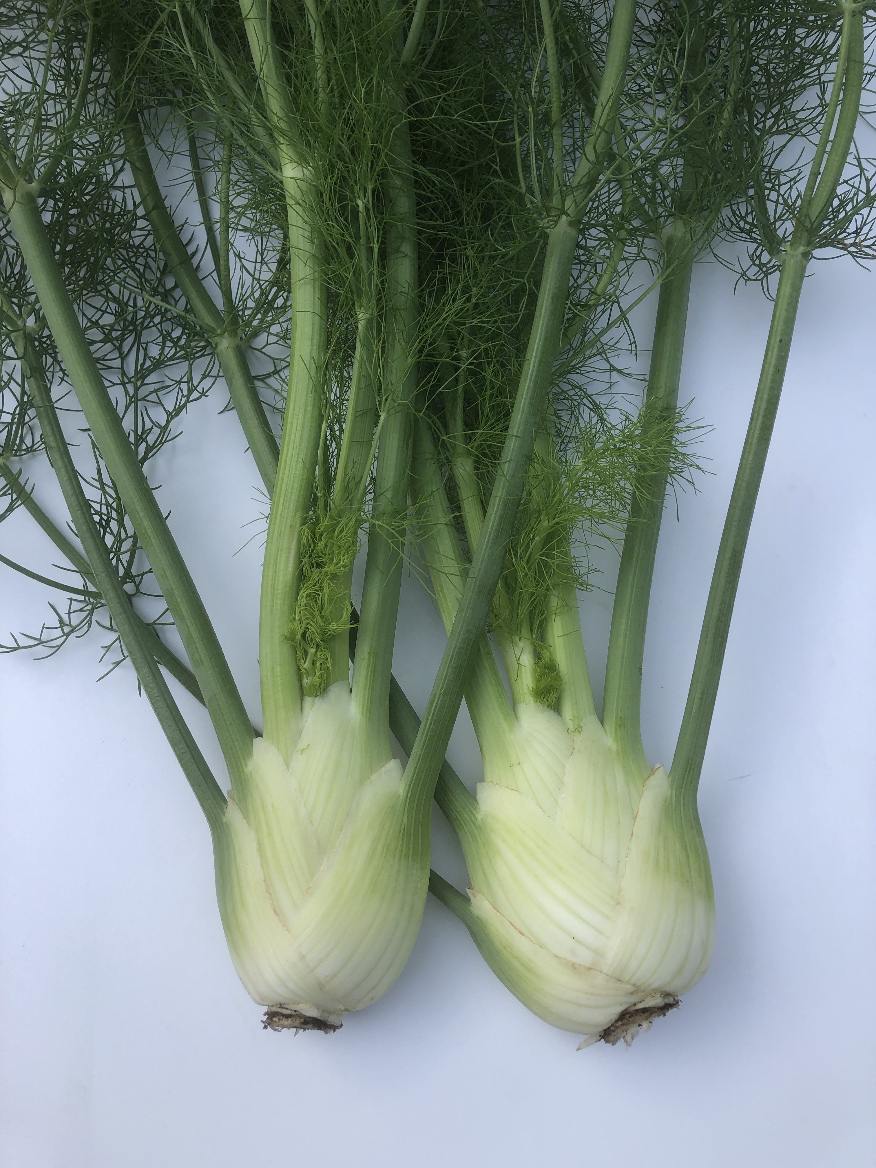 Fennel - LITTLE BIT FARM