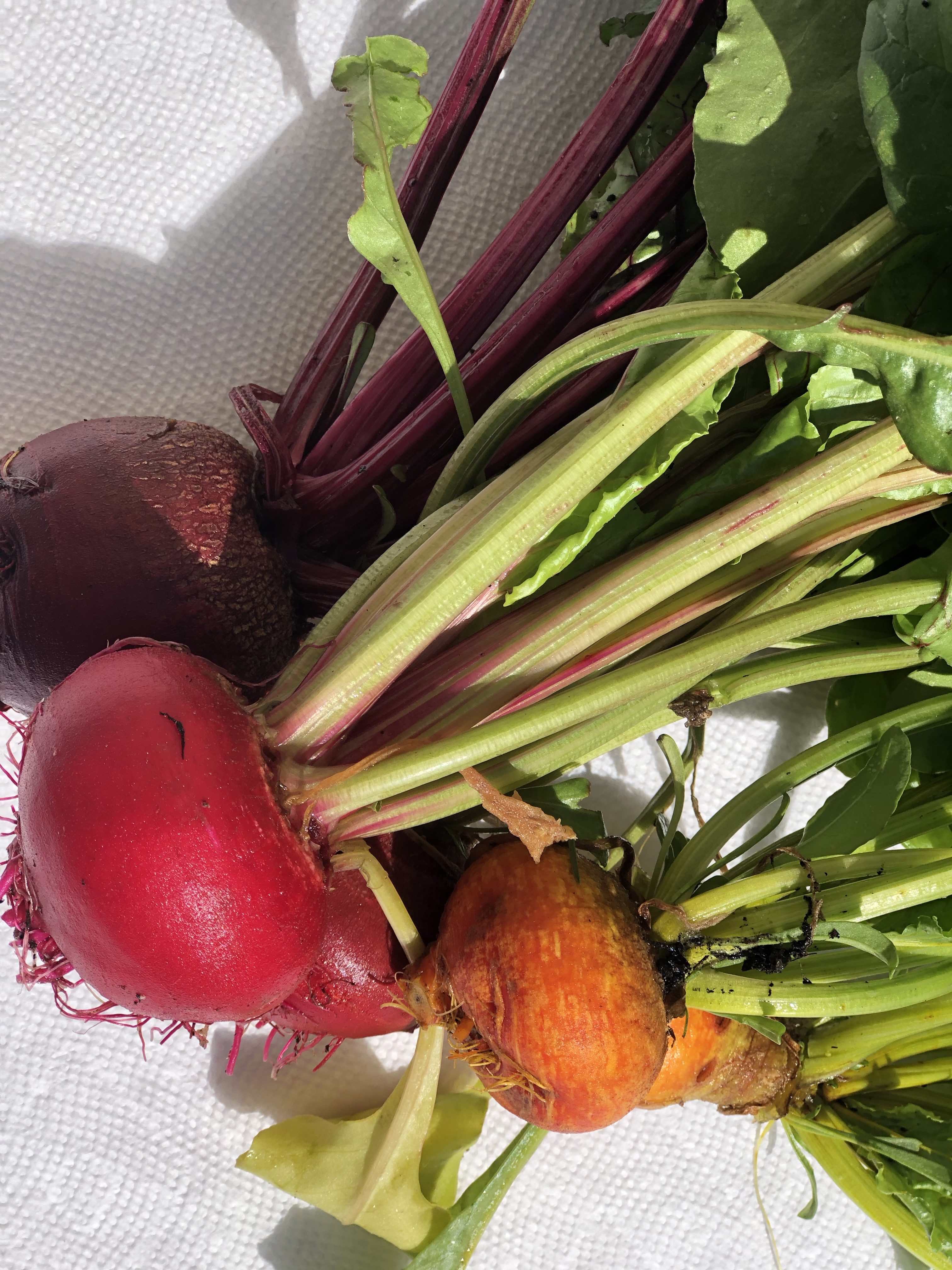 Beets - LITTLE BIT FARM