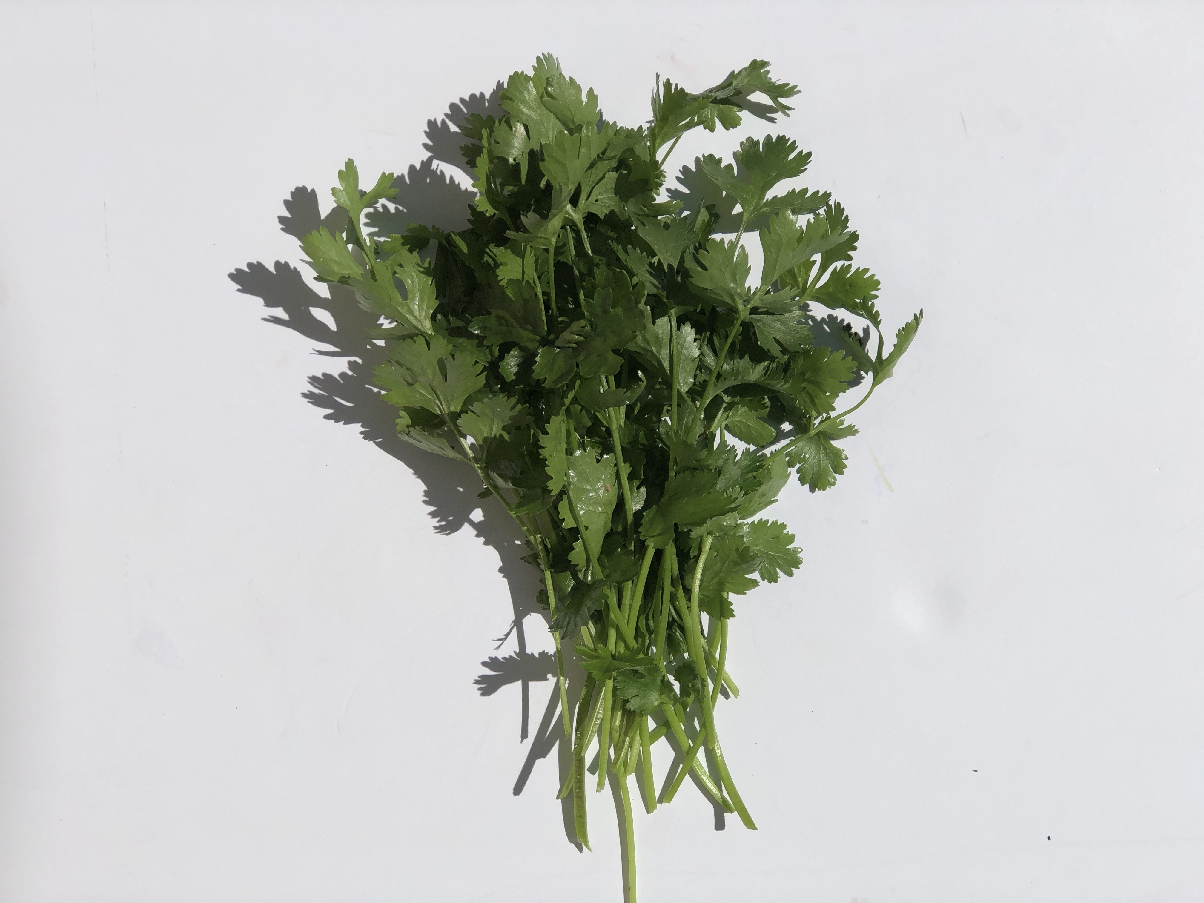 Cilantro - LITTLE BIT FARM