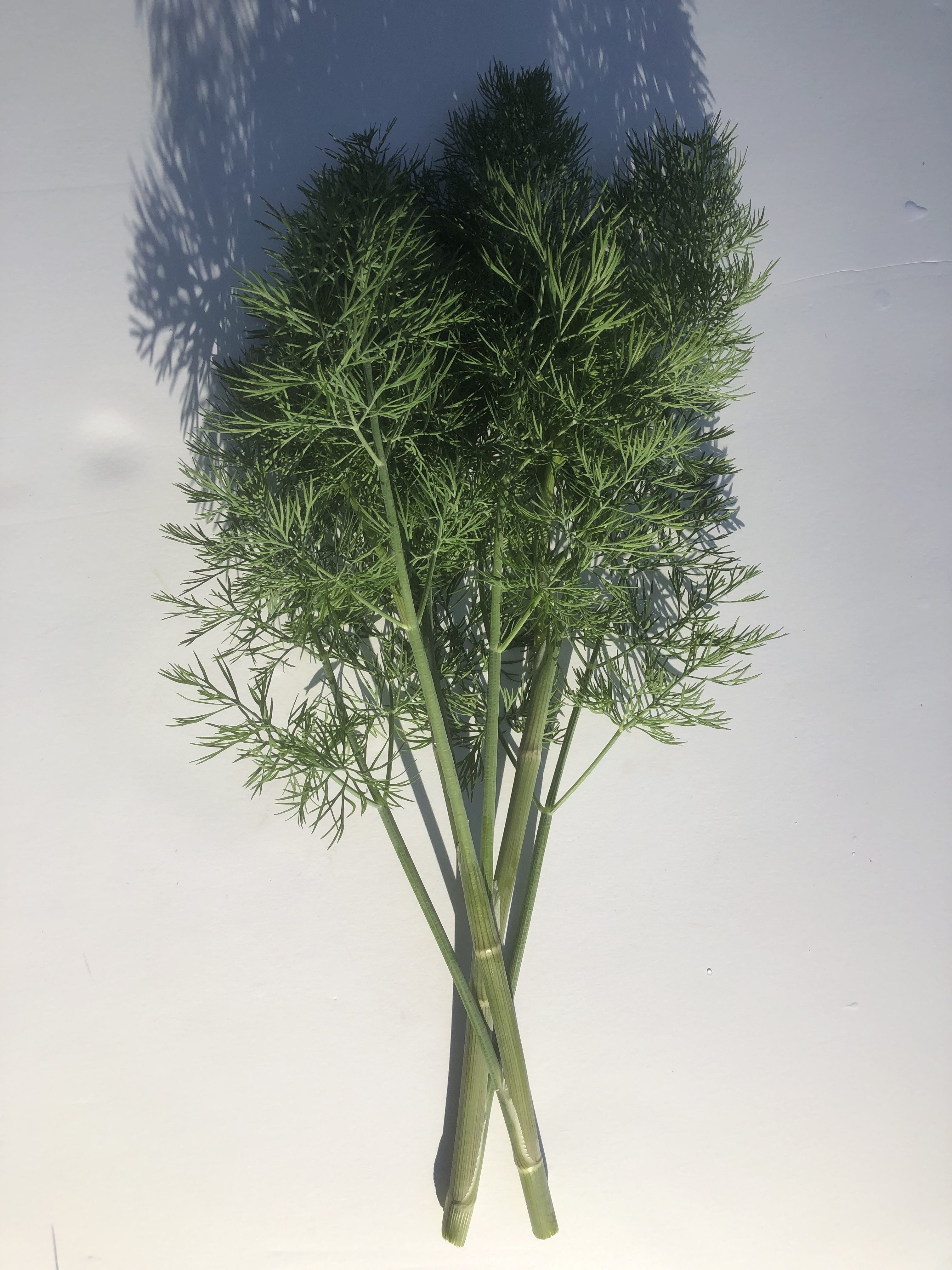 Dill - LITTLE BIT FARM