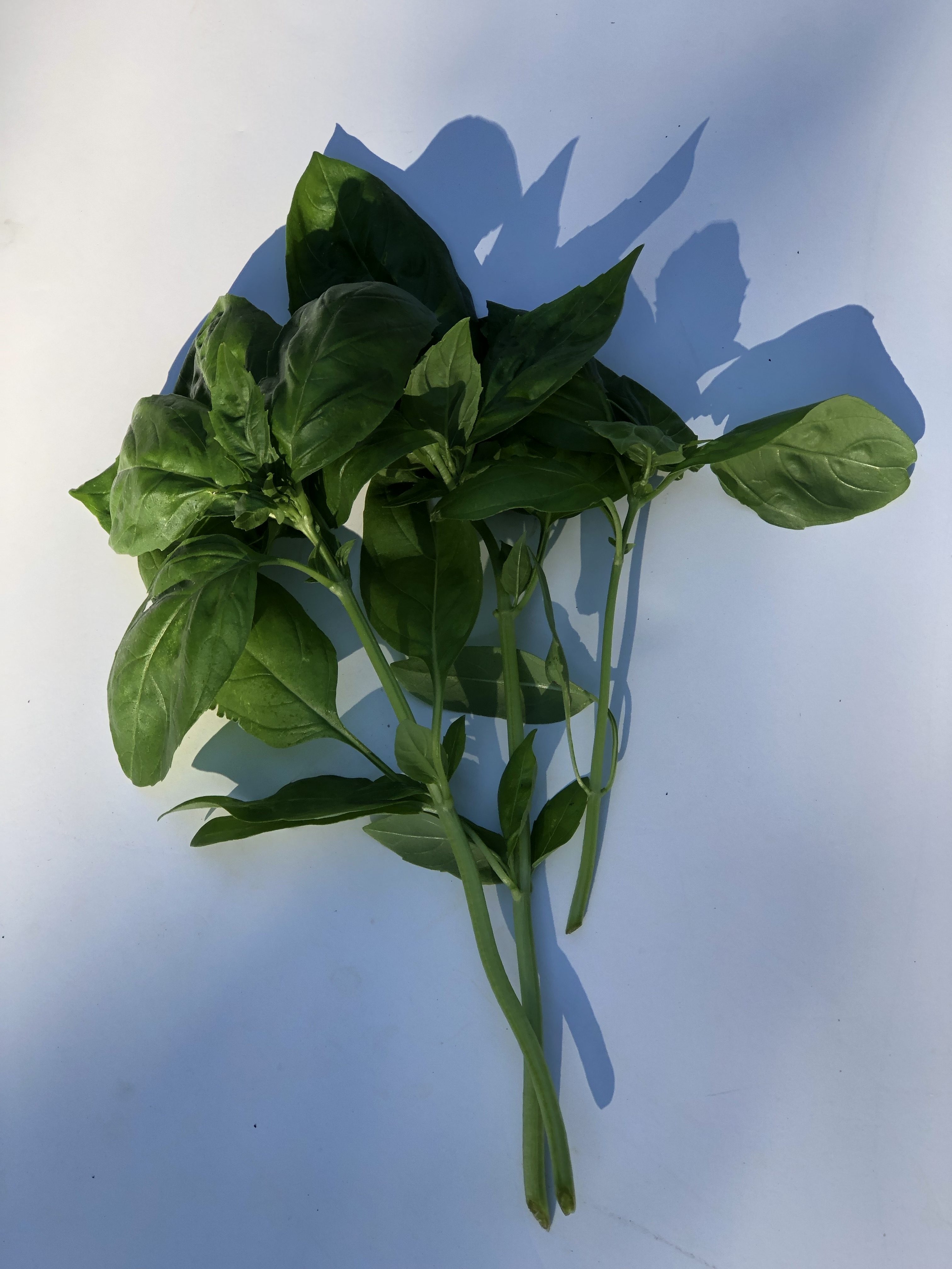 Basil_WHOLESALE - LITTLE BIT FARM