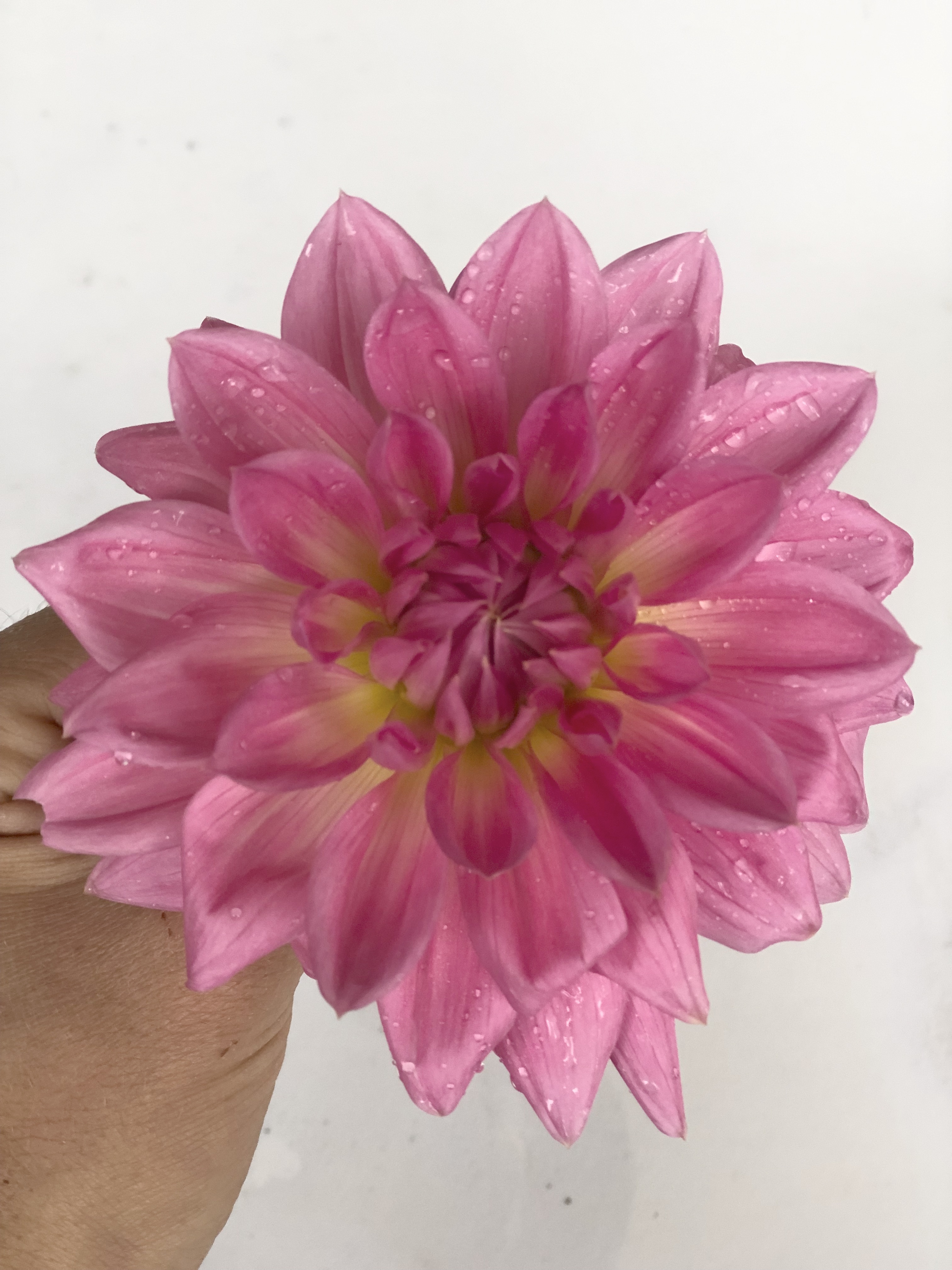 Cafe Au Lait Rose_Dahlia Tuber - LITTLE BIT FARM