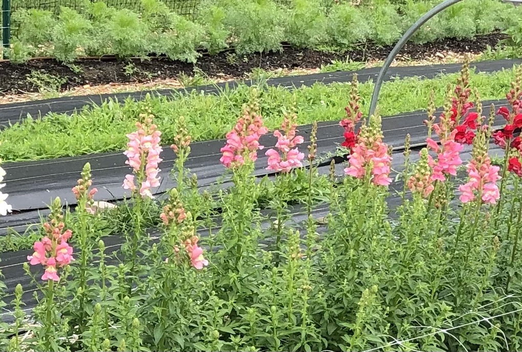 SNAPDRAGONS, light pink_WHOLESALE - LITTLE BIT FARM