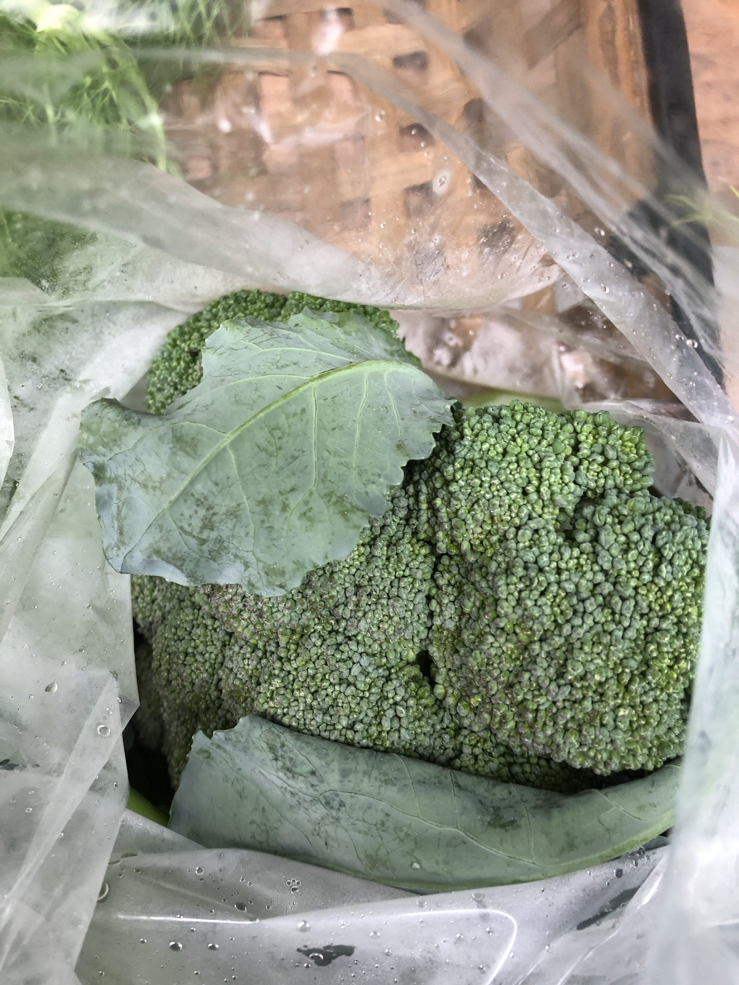 Broccoli - LITTLE BIT FARM