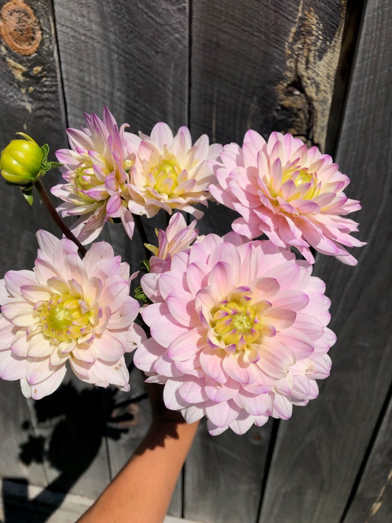 Silver Years_Dahlia Tuber - LITTLE BIT FARM